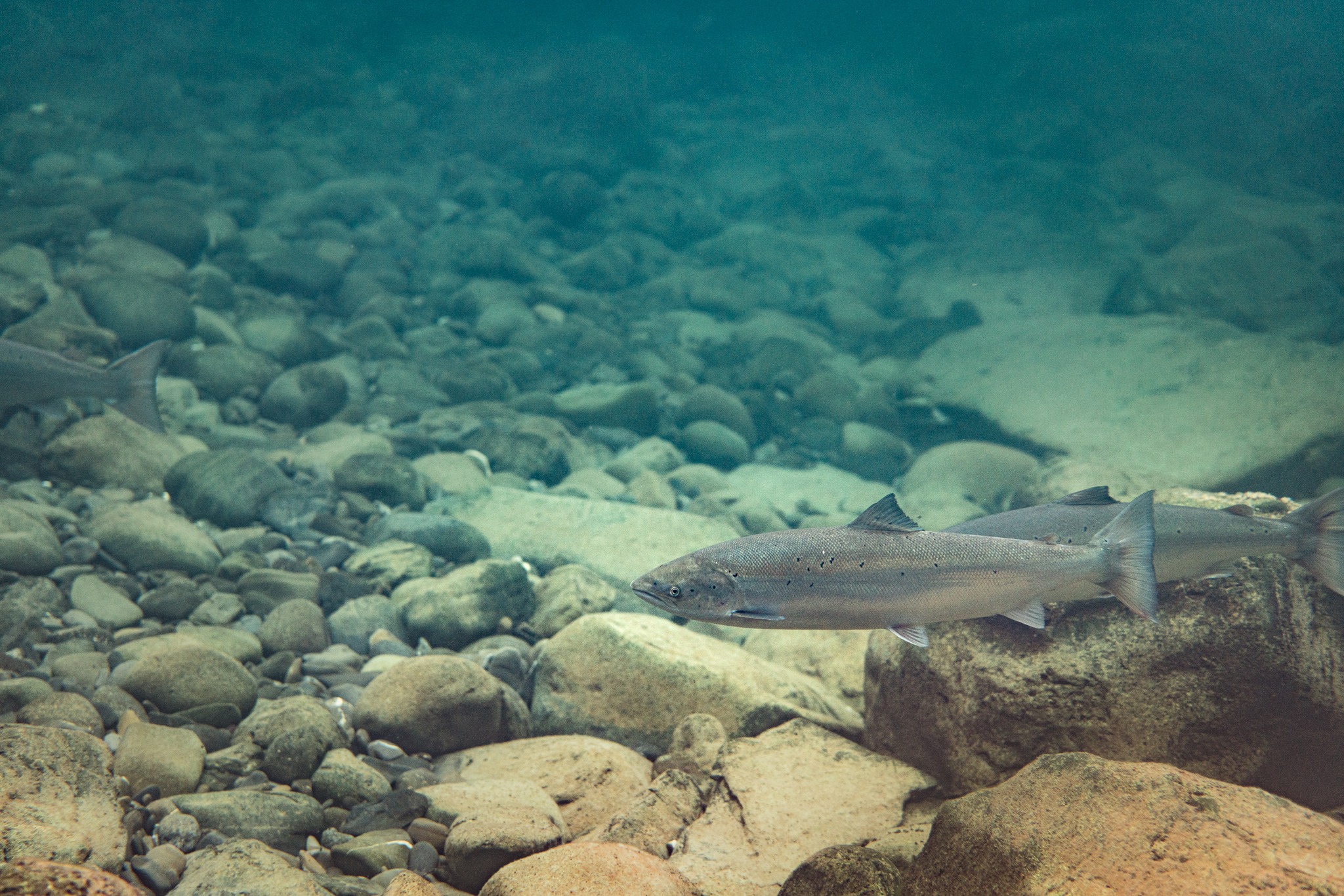 Saumon : Québec émet ses directives - Bleu FM - Sainte-Anne-des-Monts 100.3